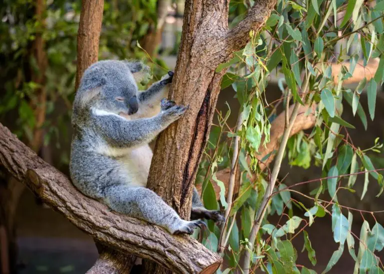 Lyocell. The Coolest Natural Fabric for Wear or Sleep – Comfort Sleep ...